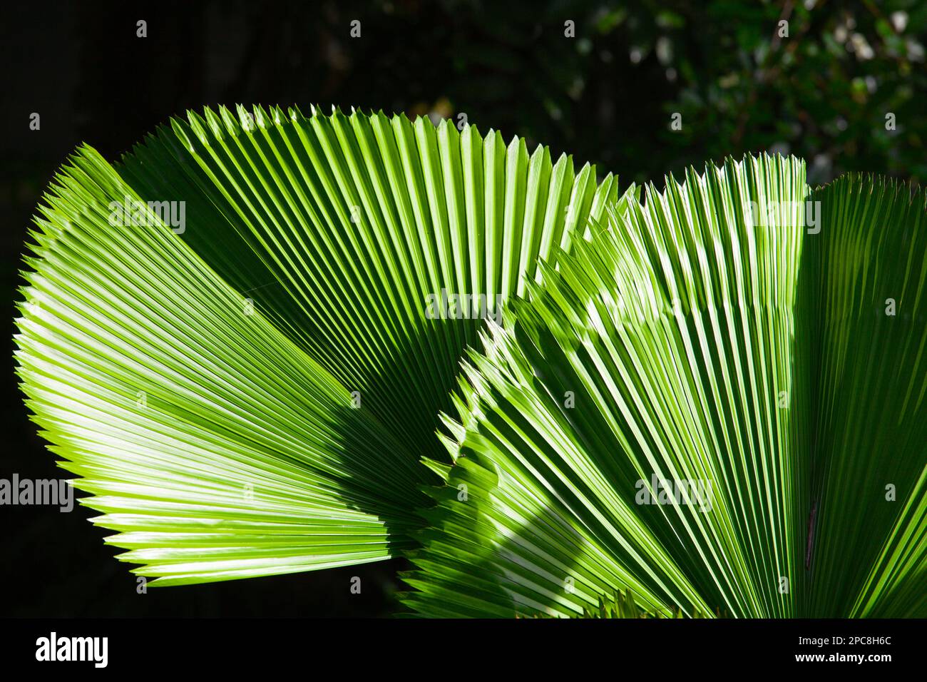 Malaysia, Sabah, Sepilok, rainforest, flora, vegetation, plants Stock ...