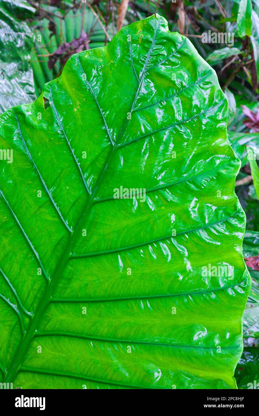 Malaysia, Sabah, Sepilok, rainforest, flora, vegetation, plants Stock ...