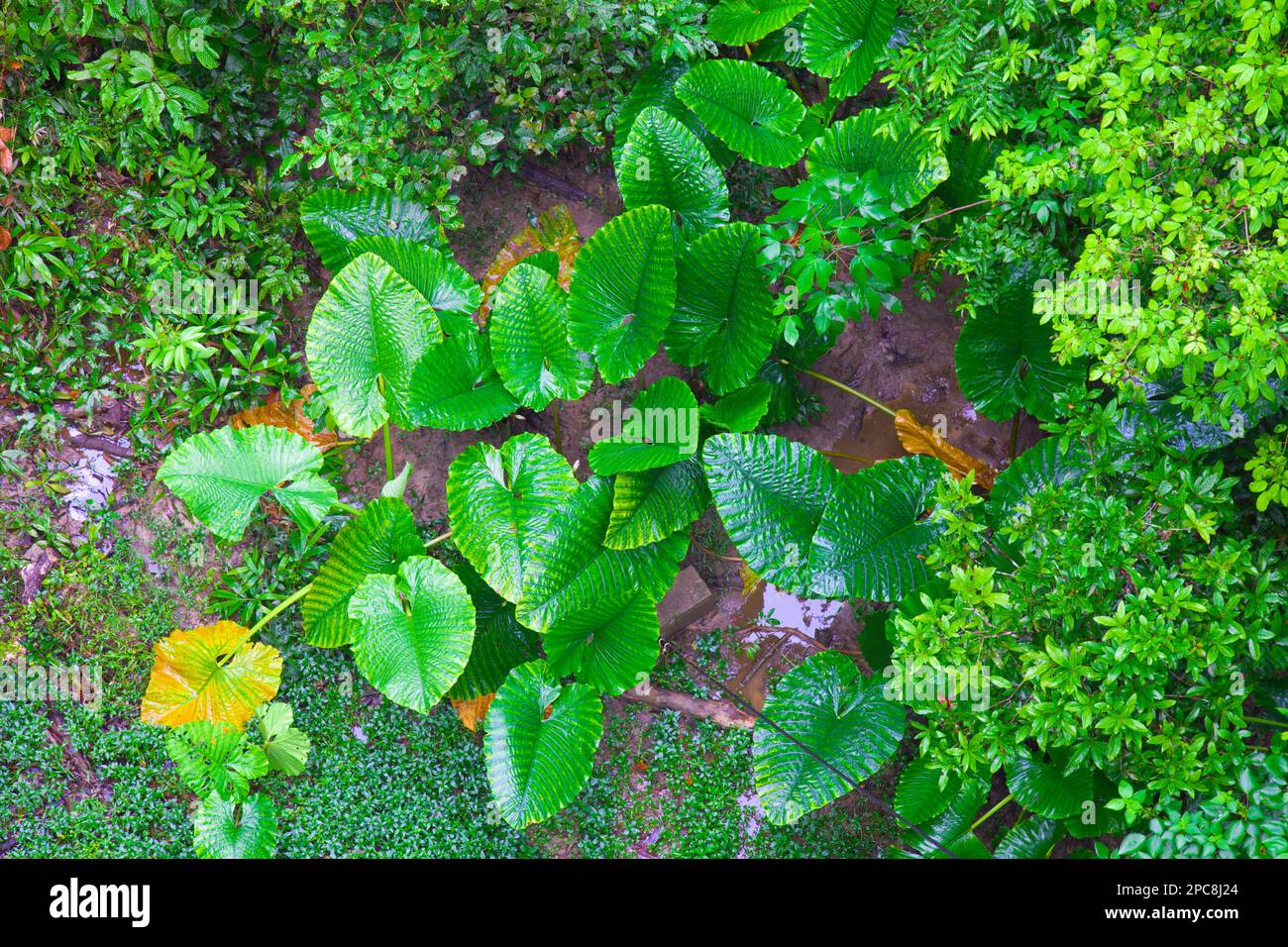 Malaysia, Sabah, Sepilok, rainforest, flora, vegetation, plants Stock ...