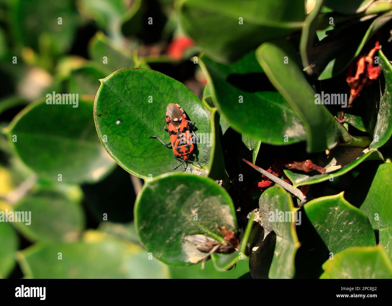 Shield beetle hi-res stock photography and images - Alamy