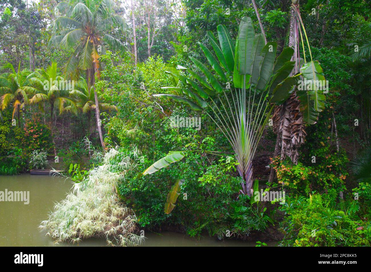 Malaysia, Sabah, Sepilok, rainforest, flora, vegetation, plants Stock ...