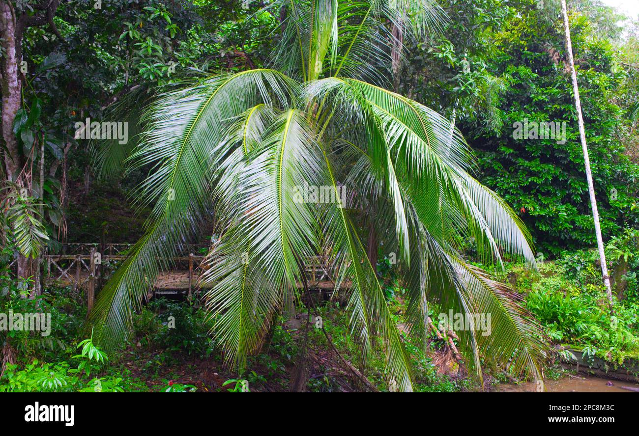 Malaysia, Sabah, Sepilok, rainforest, flora, vegetation, plants Stock ...