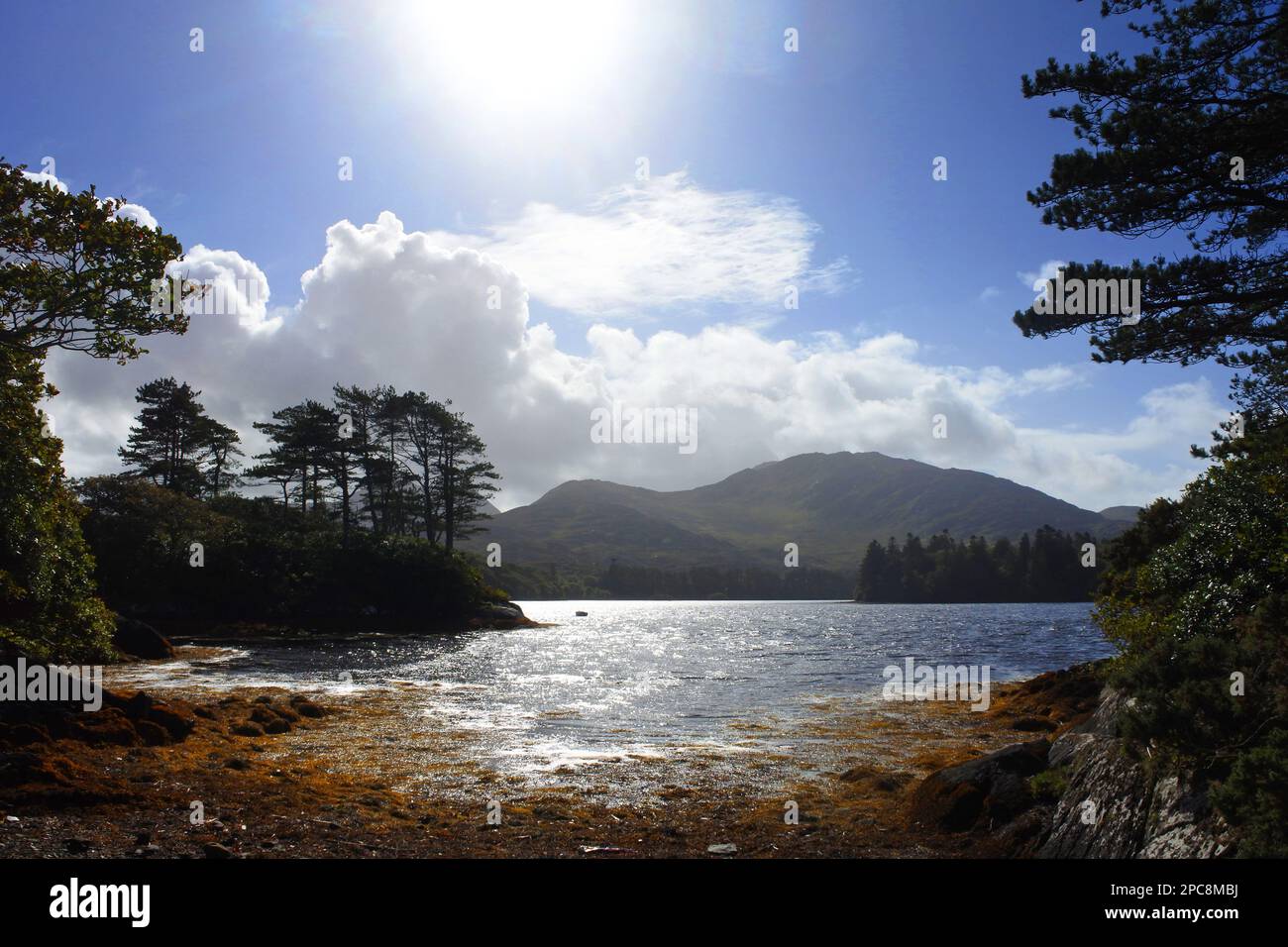 The landscape, gardens and coastline at Derreen Gardens, on the Beara ...