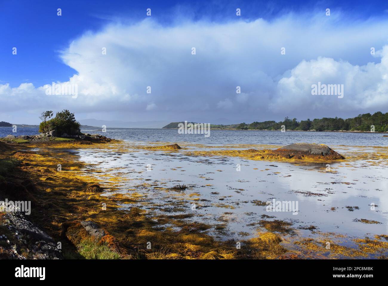 The landscape, gardens and coastline at Derreen Gardens, on the Beara ...