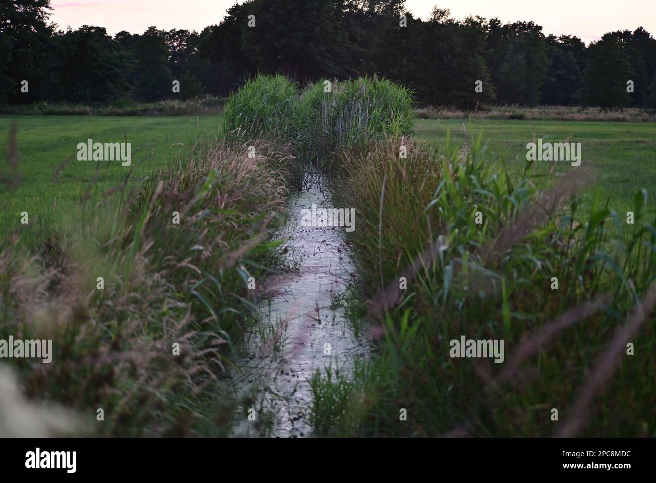 Little streamlet between meadows with greens at the side Stock Photo ...