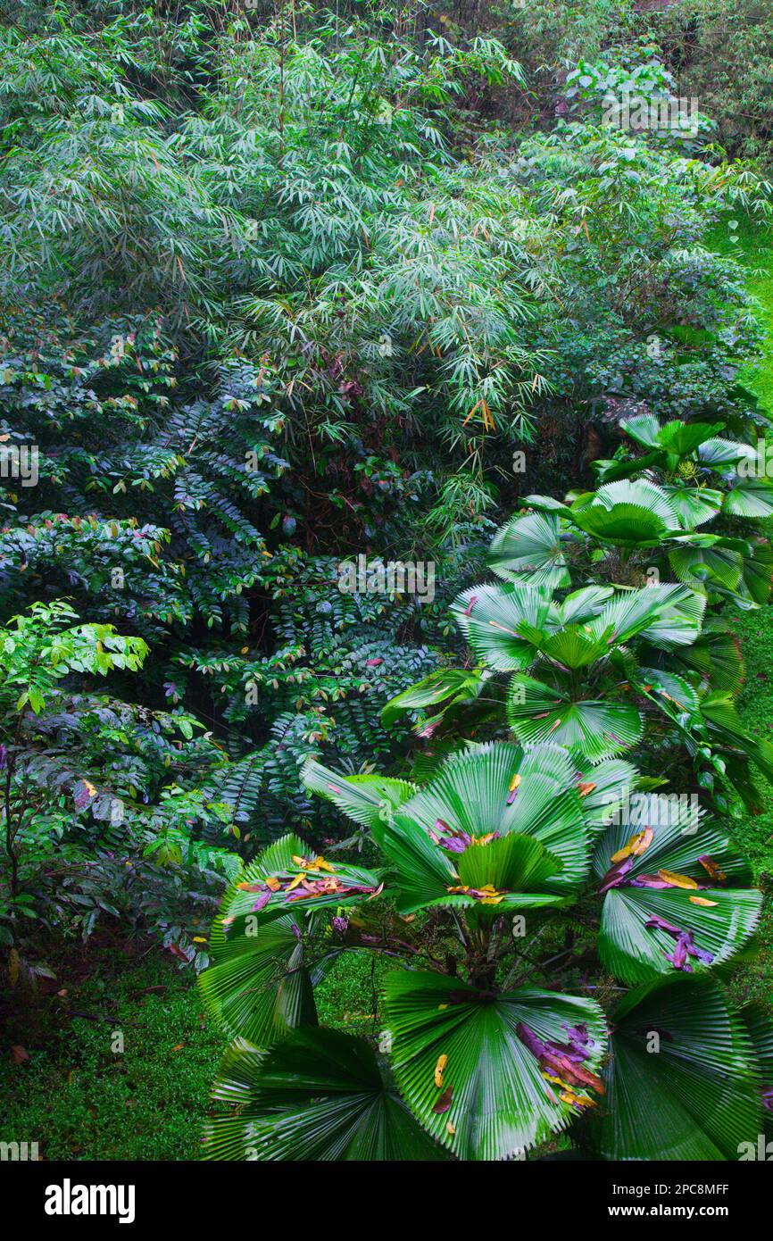 Malaysia, Sabah, Sepilok, rainforest, flora, vegetation, plants Stock ...