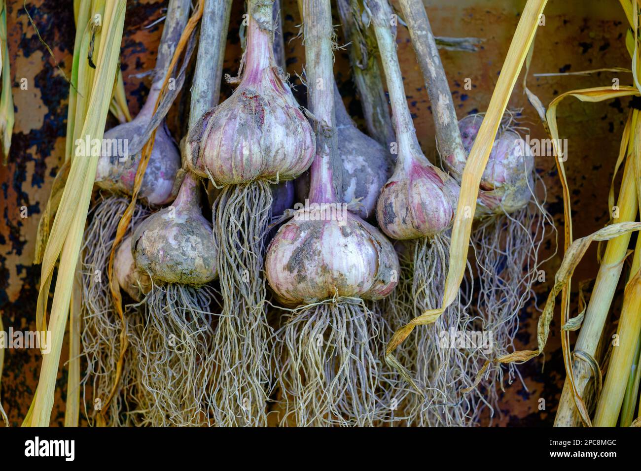 Garlic. Drying garlic after harvest. Garlic cloves in a bundle Stock ...