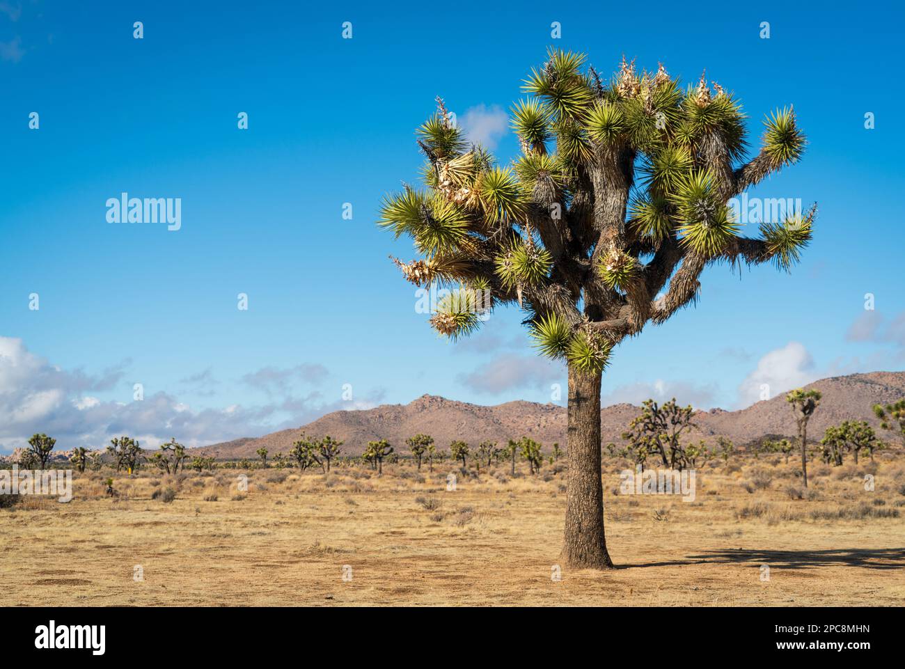 Joshua tree exploration hi-res stock photography and images - Alamy