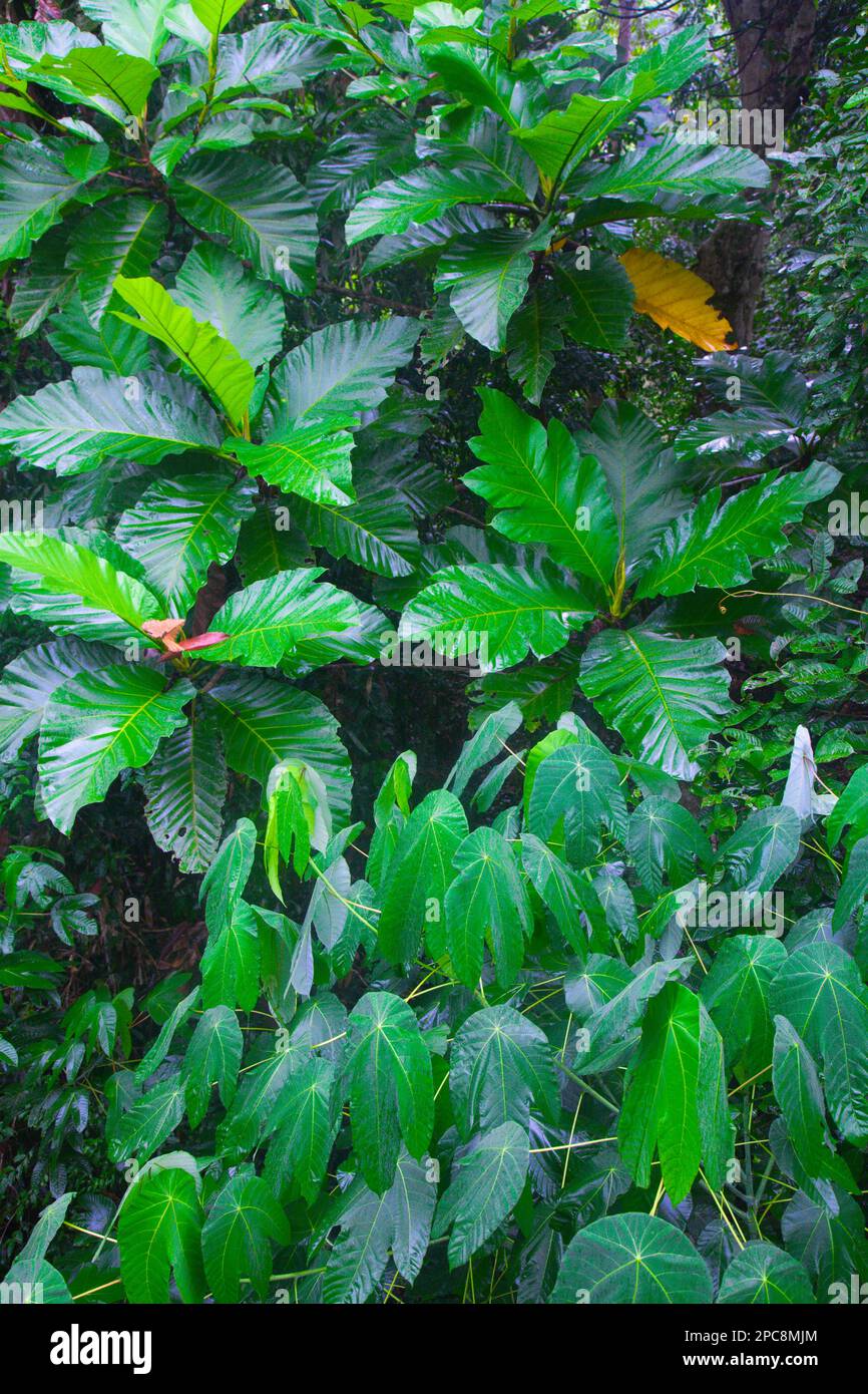 Malaysia, Sabah, Sepilok, rainforest, flora, vegetation, plants Stock ...
