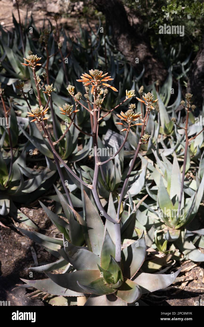 Aloe striata x maculata aloe hybrid Stock Photo - Alamy