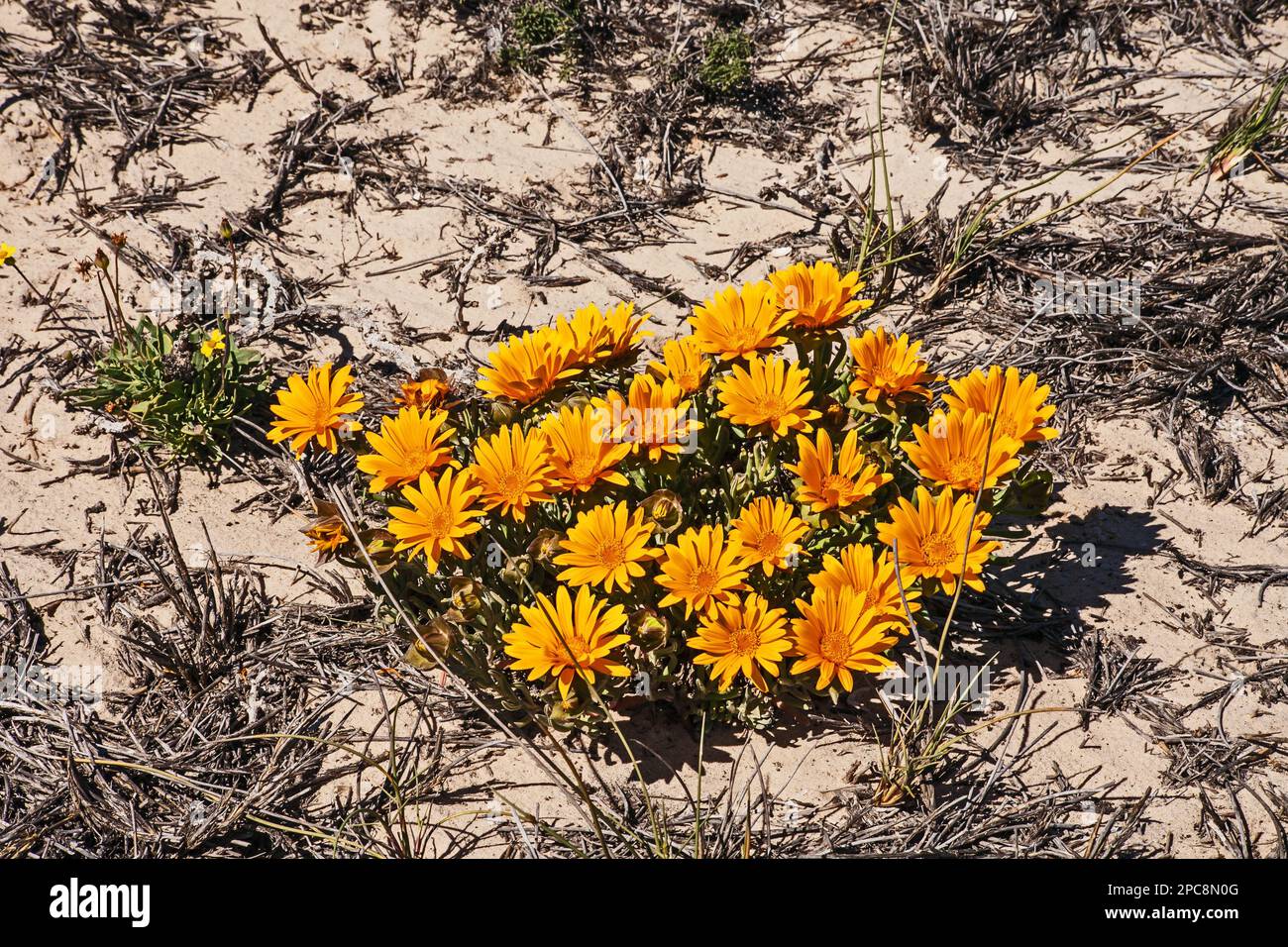 Namaqualand Gazania 11387 Stock Photo - Alamy