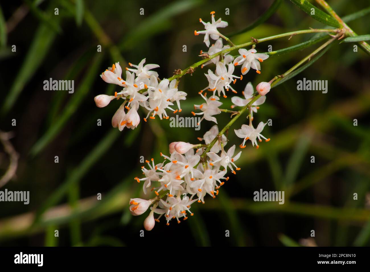 Asparagus densiflorus aka Sprengeri 9271 Stock Photo - Alamy