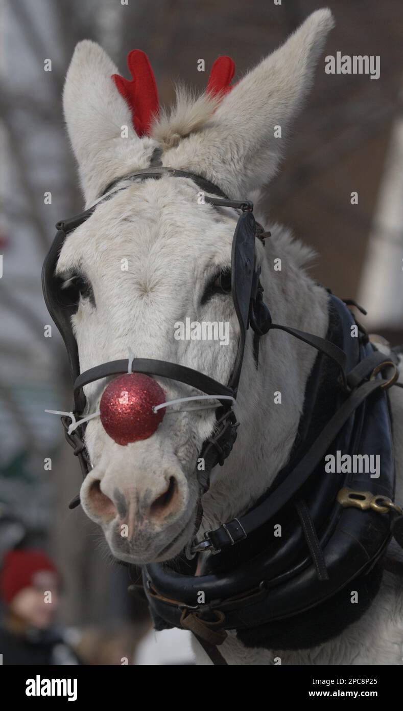 A donkey is shown disguised as a red-nosed reindeer during the Old ...
