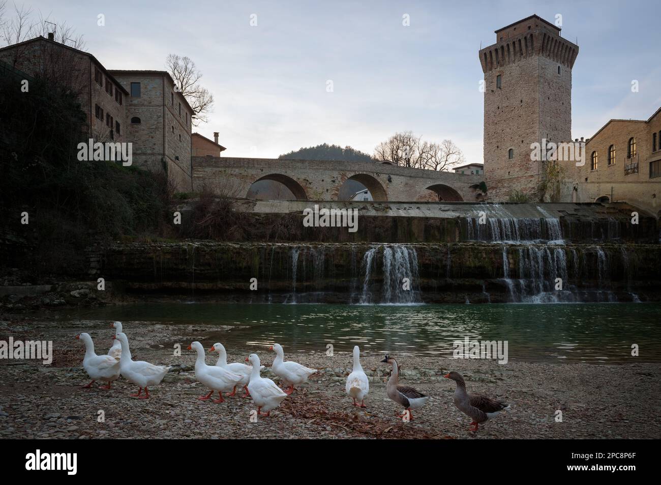 Ancient roman stone bridge and medieval tower over the river Metauro in ...