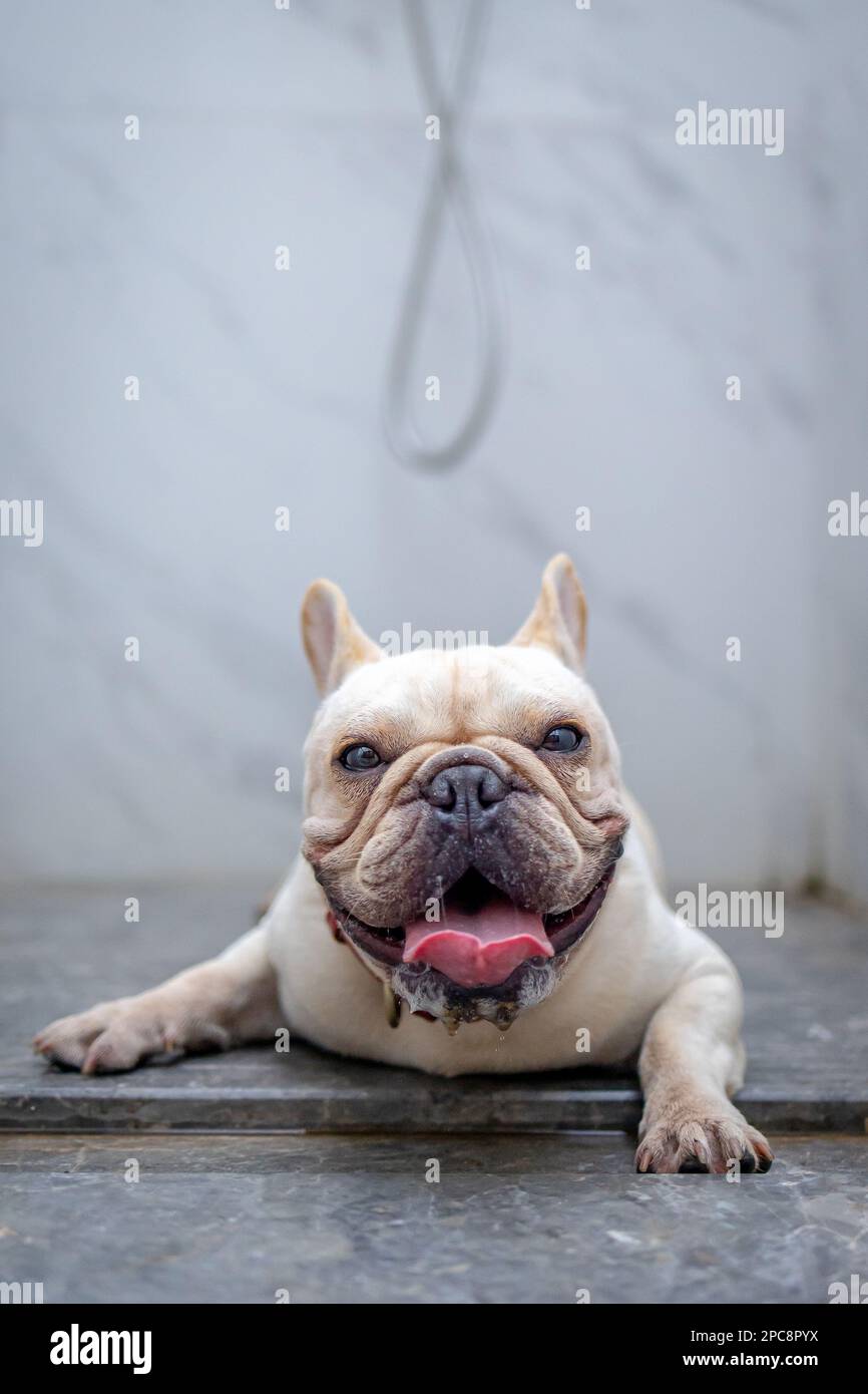 A French Bulldog laying down with its tongue out Stock Photo - Alamy