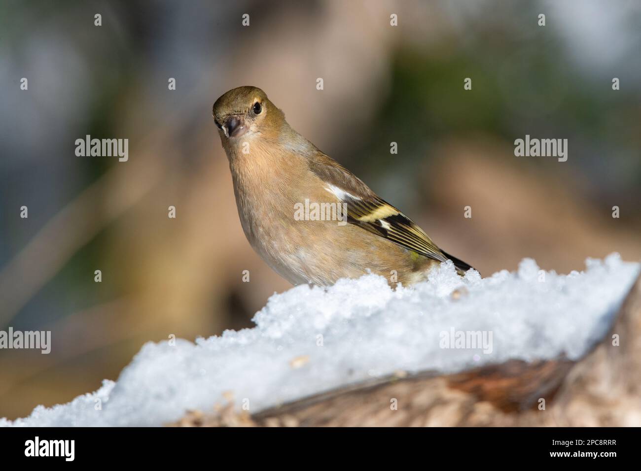 Female chaffinch, (Fringilla coelebs), Fyvie Castle, Aberdeenshire ...