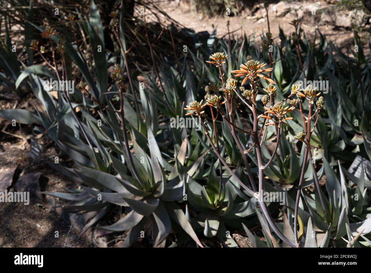 Aloe striata x maculata aloe hybrid Stock Photo - Alamy