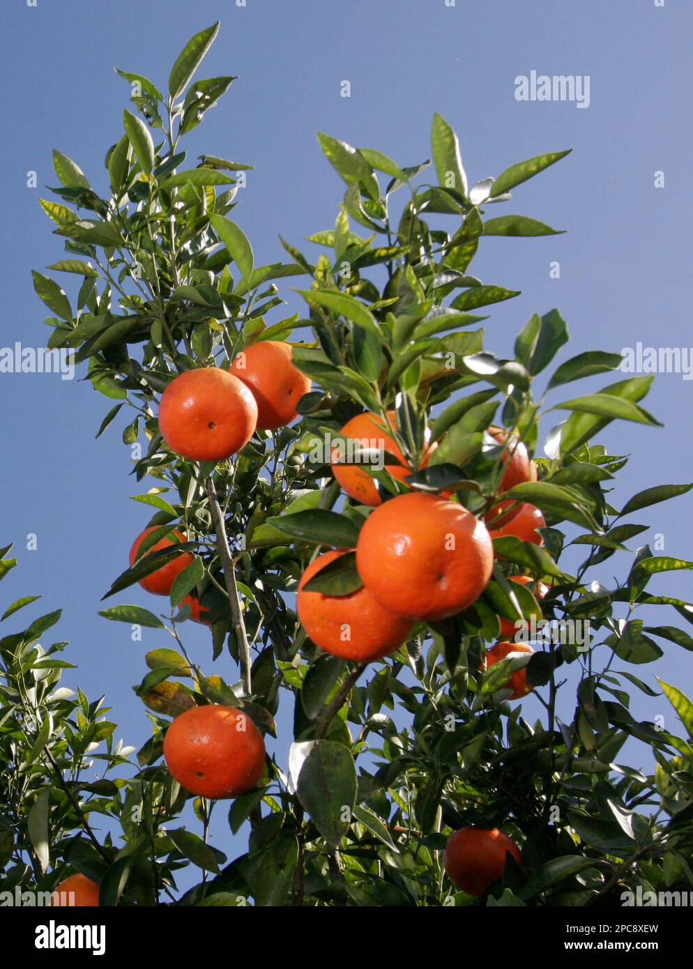 Sunburst tangerines are ready to be picked in the Becnel's grove in ...