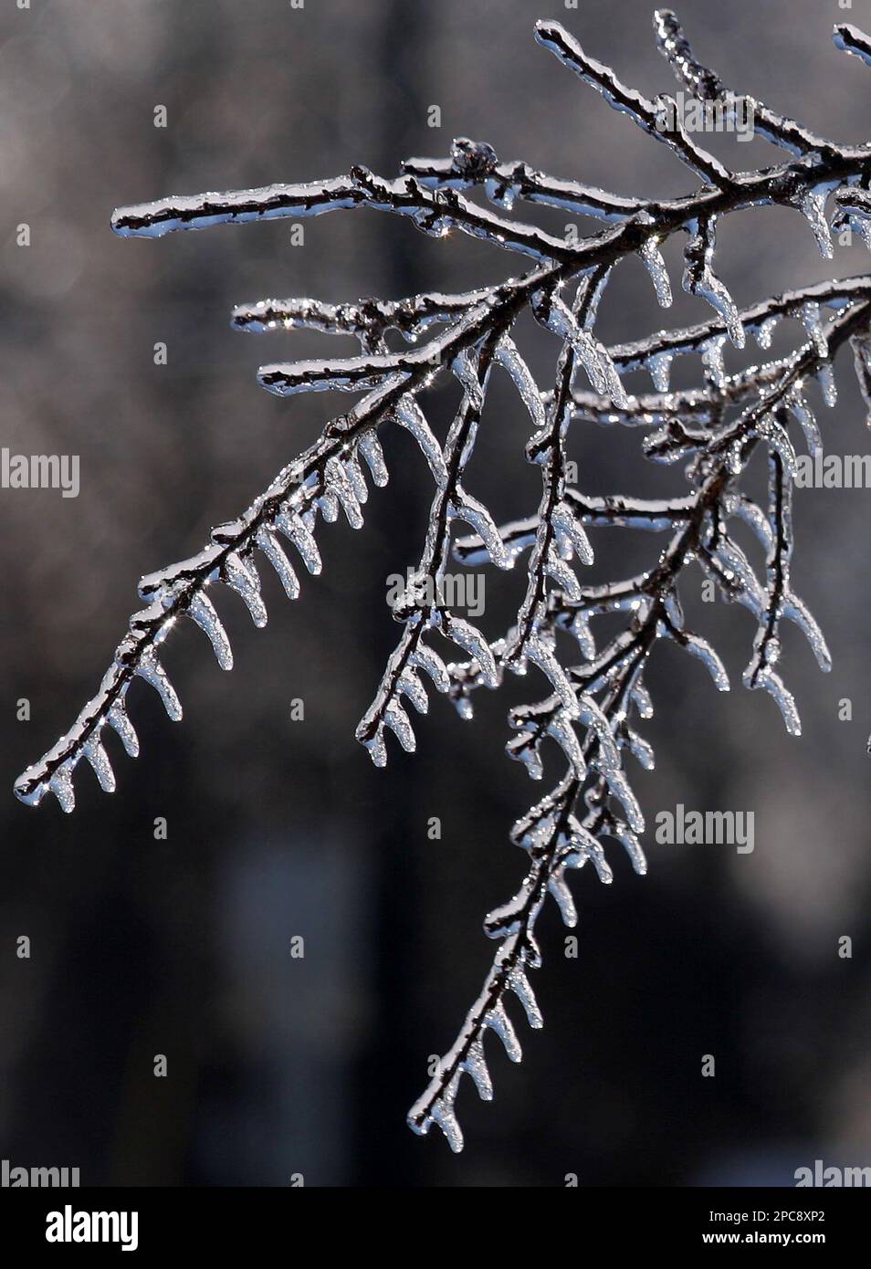 Ice hangs from branches of a tree at Doling Park in Springfield, Mo ...