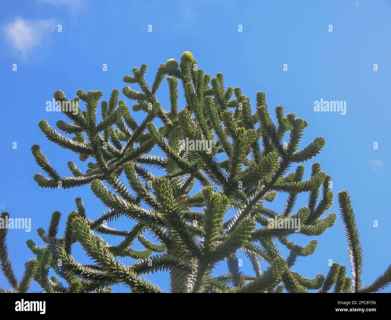 Monkey Puzzle Tree - Upward Angle Stock Photo - Alamy