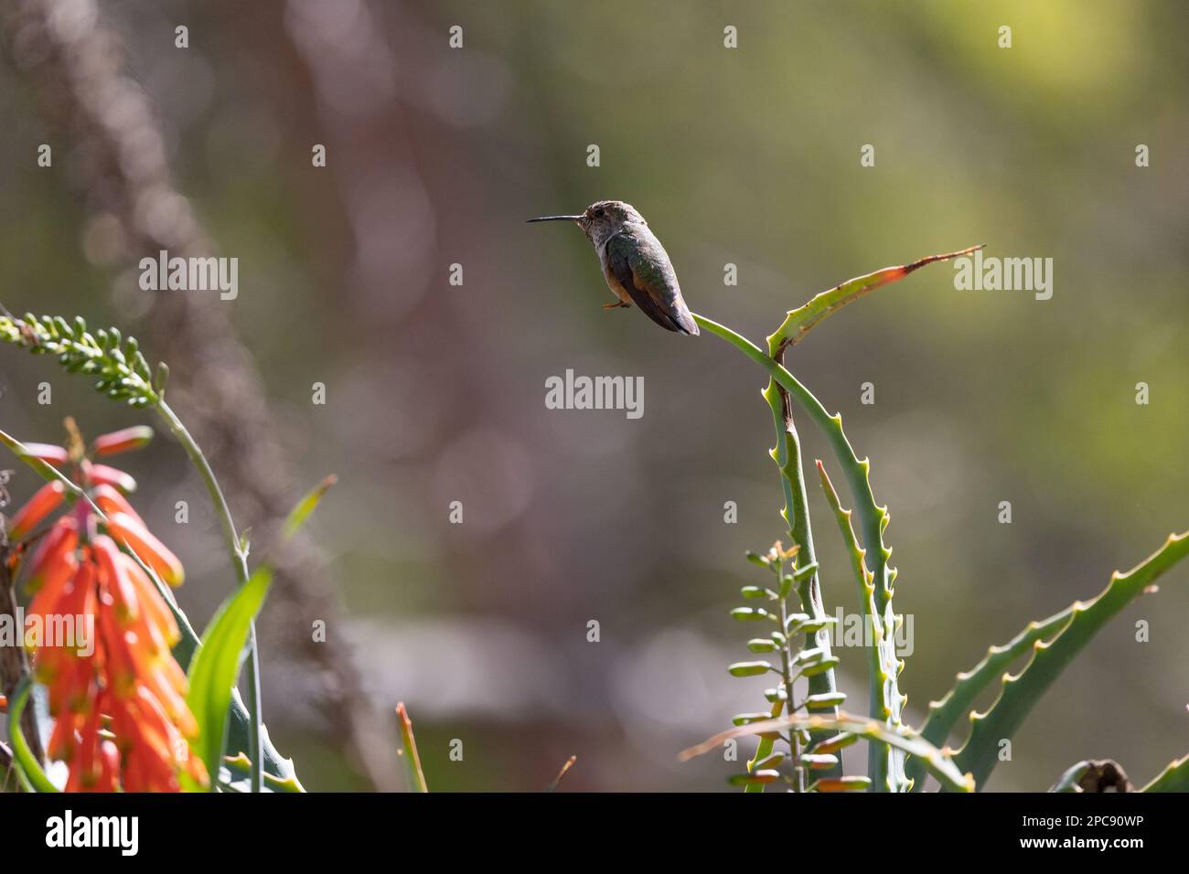 Anna's hummingbird resting on a tree branch Stock Photo - Alamy