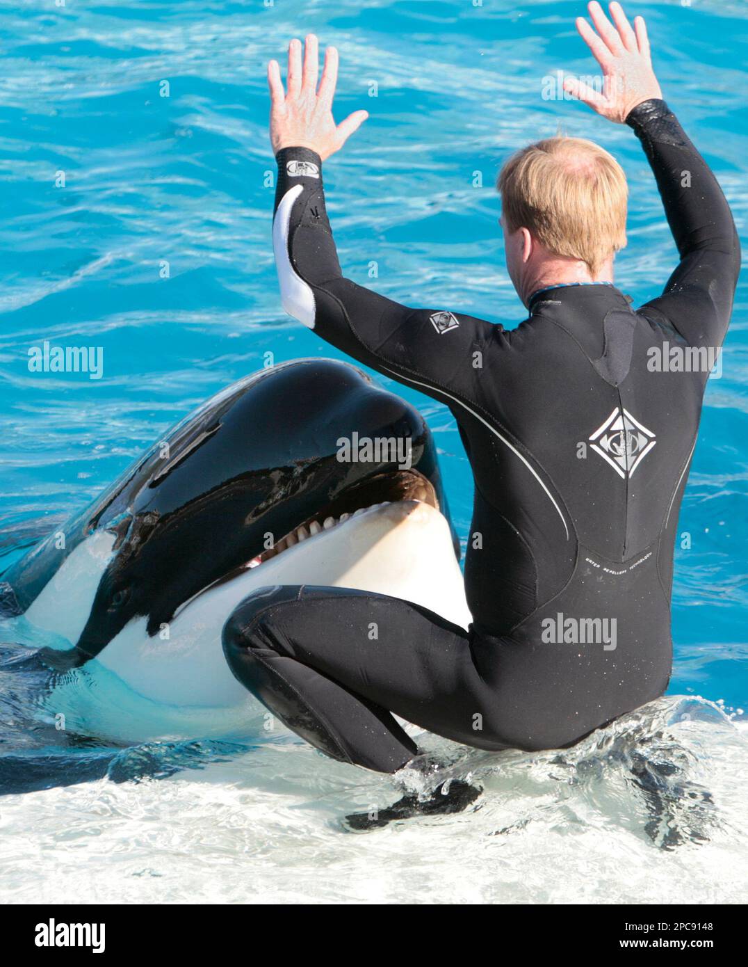 An unidentified trainer interacts with one of SeaWorld's seven killer ...