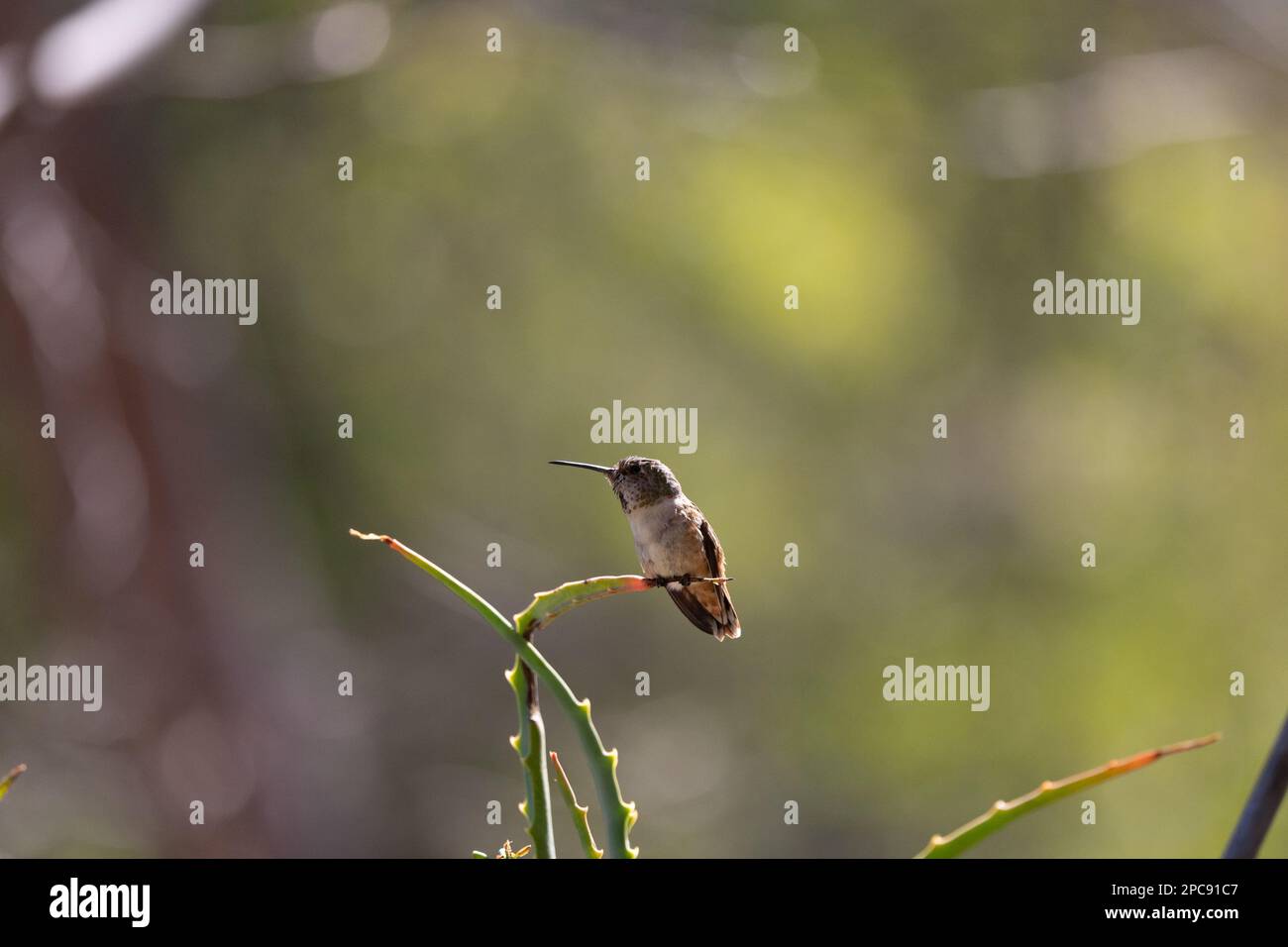 Anna's hummingbird resting on a tree branch Stock Photo - Alamy