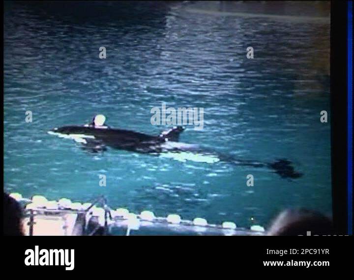 Ken Peters Seaworld Interview