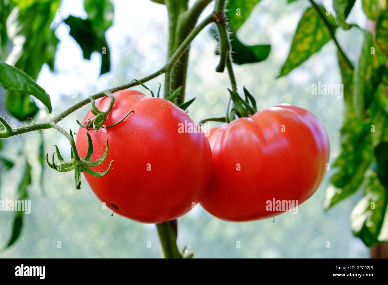 Tomatoes. Ripened scarlet tomatoes on a branch in the greenhouse Stock ...