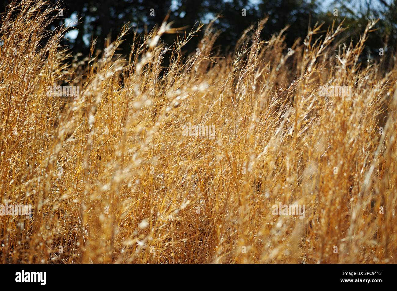 A scenic landscape featuring a vibrant, lush field with tall, golden ...