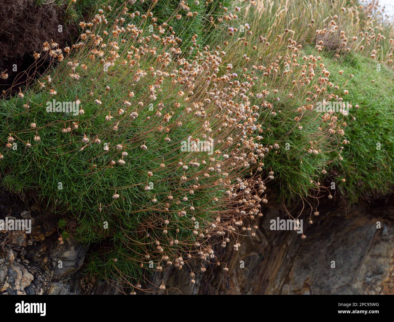 Beautiful flowers, common in the countries of Northern Europe. Bushes ...