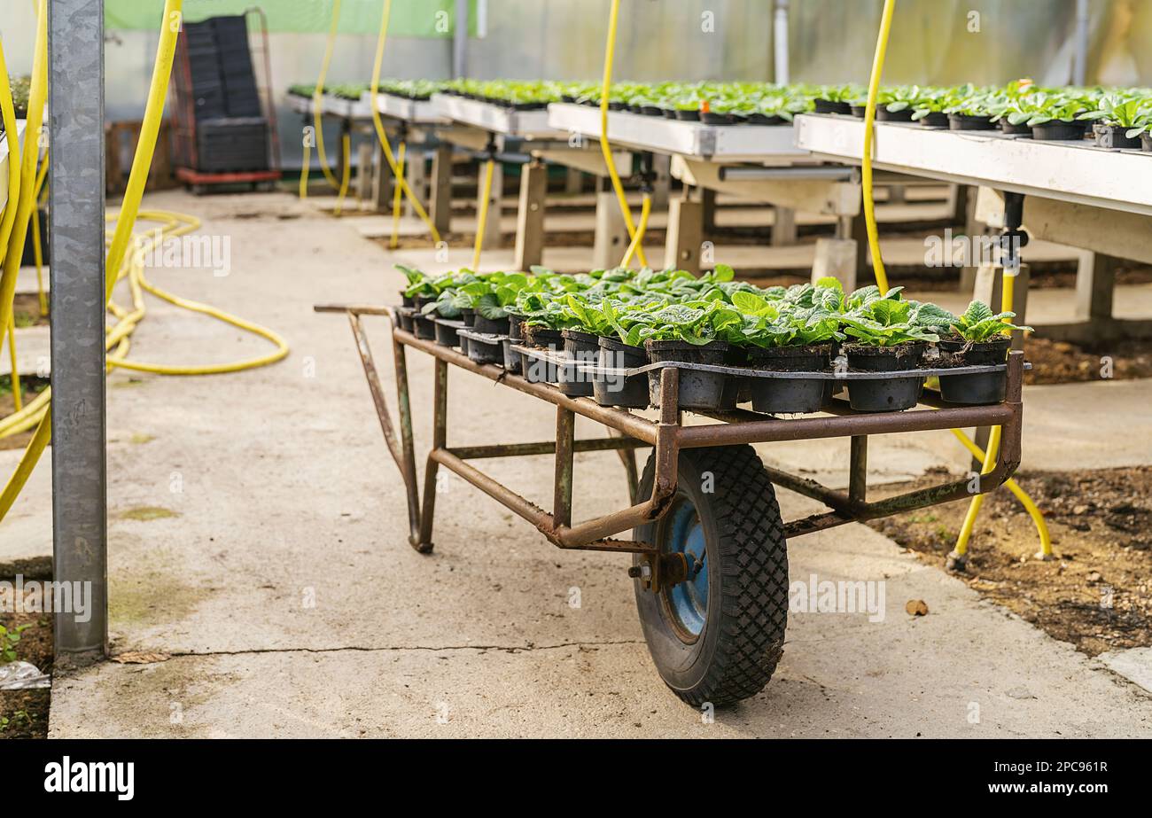Nursery trolley hi-res stock photography and images - Alamy