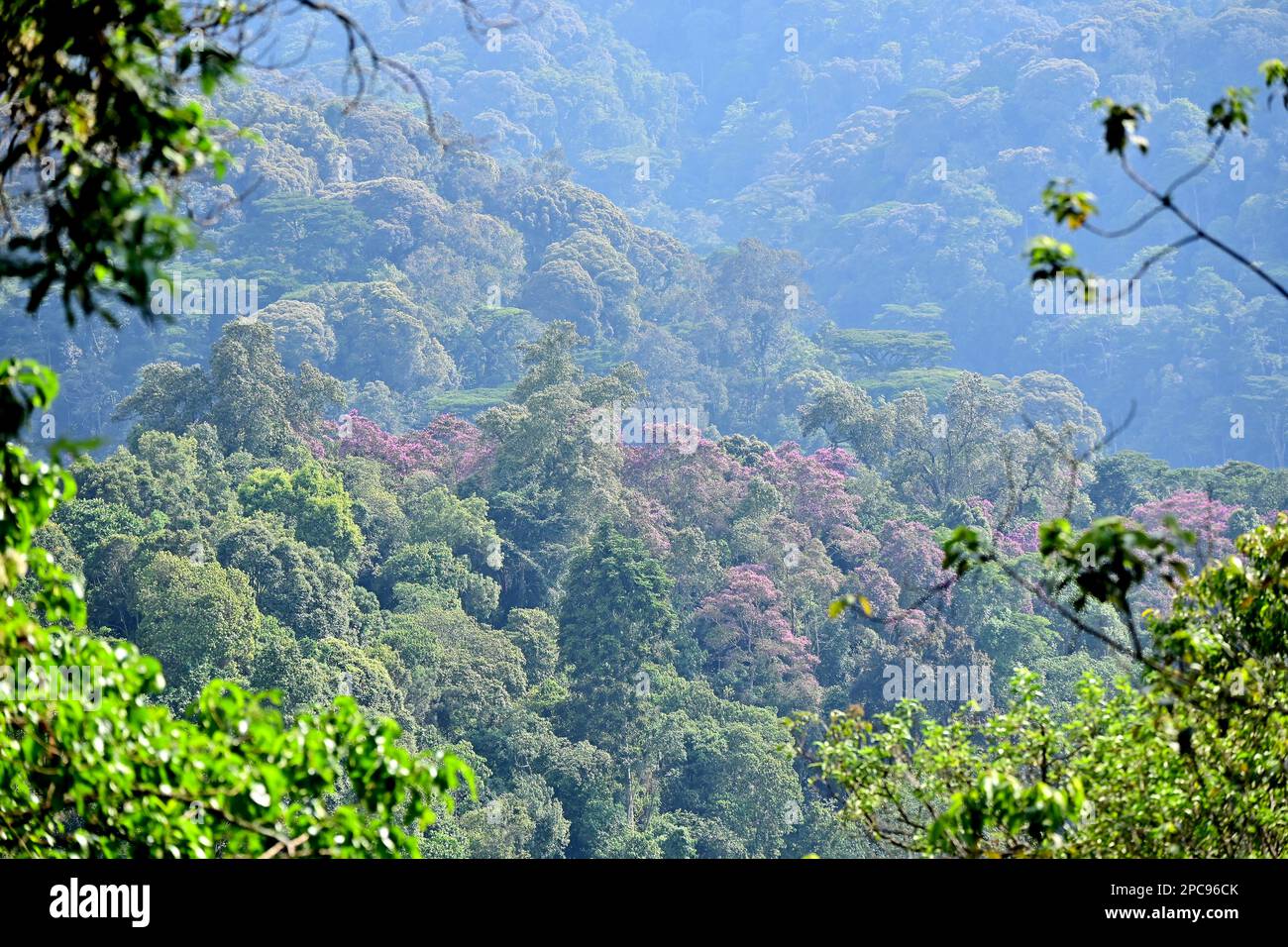 Equatorial forest africa hi-res stock photography and images - Alamy