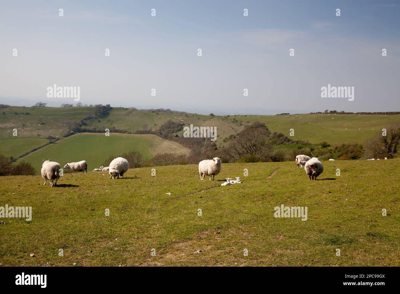 A field of sheep grazing with their newborn lambs Stock Photo - Alamy