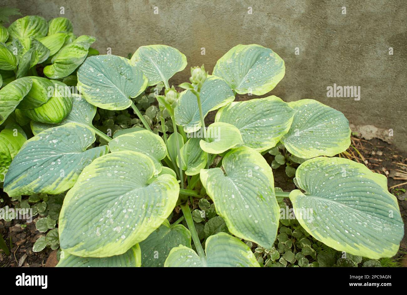 Plantain lily or Hosta foliage plant with white flowers. Hosta, flower ...