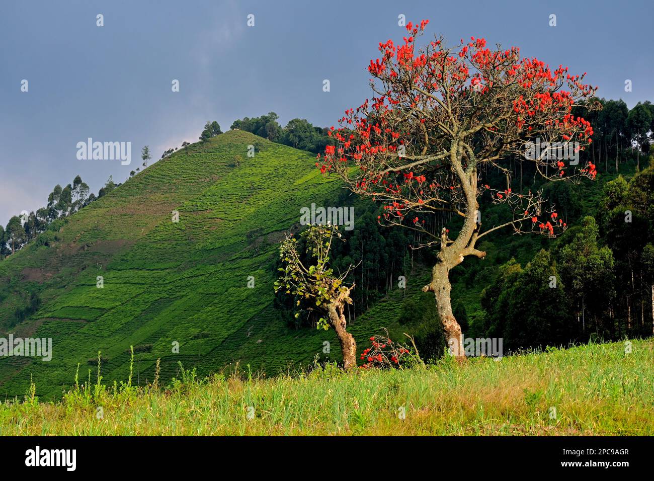 Uganda, East Africa Stock Photo - Alamy