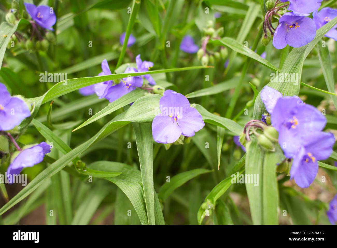 Close up of many small blue flower and green leaves of Tradescantia ...