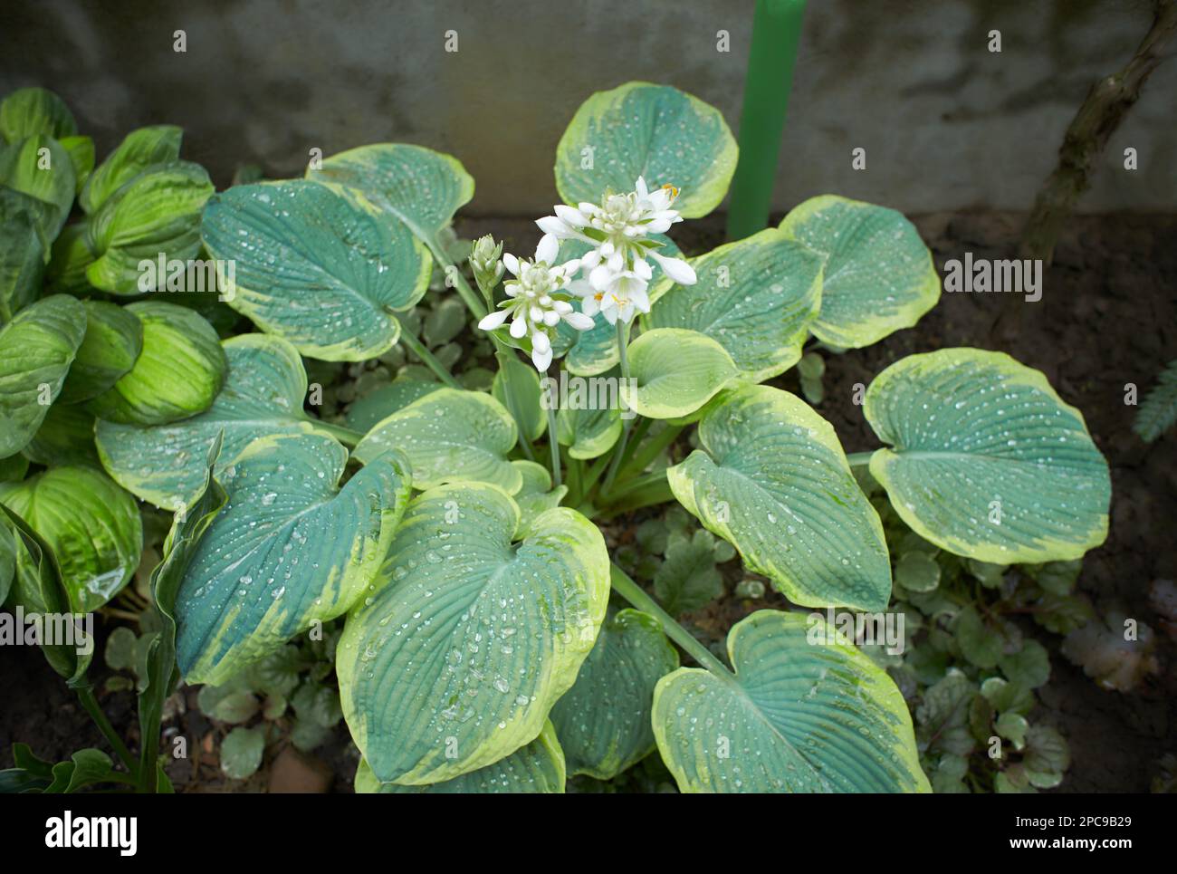 Plantain lily or Hosta foliage plant with white flowers. Hosta, flower ...