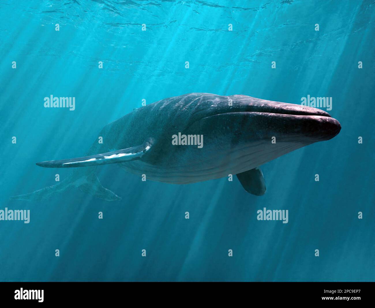 3d rendering of Blue Whale diving deep underwater Stock Photo - Alamy
