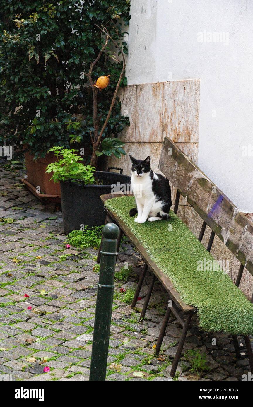 Black cat sitting on bench hi-res stock photography and images - Alamy