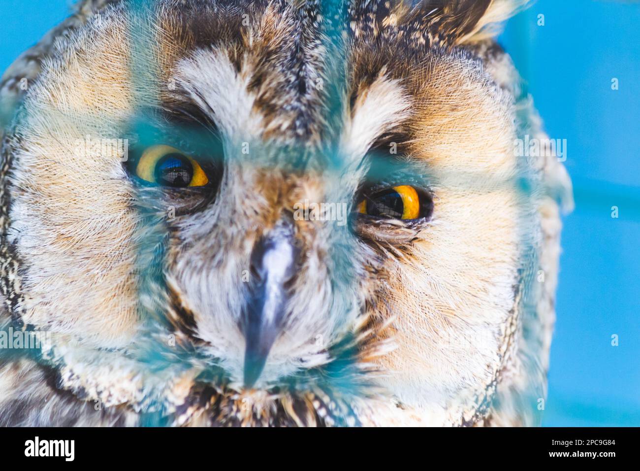 Owls in a cage at the zoo. Owl outdoors. A cute owl sits on a branch ...