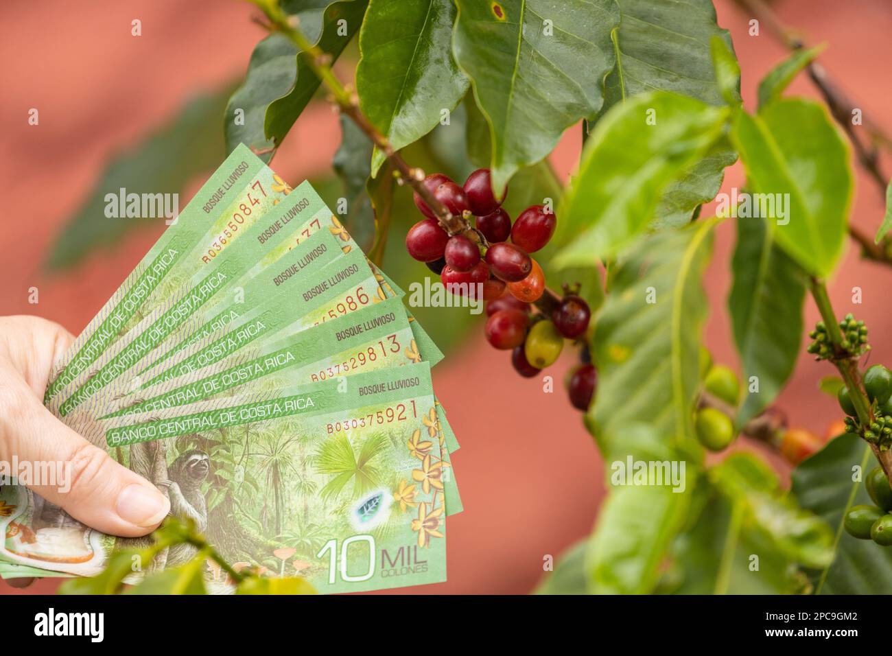 Costa rica coffee production hi-res stock photography and images - Alamy
