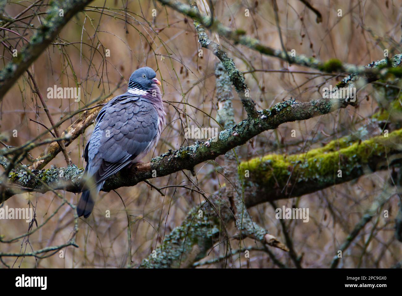 Feral Pigeon sitting on a tree branch in the forest, wild bird in ...