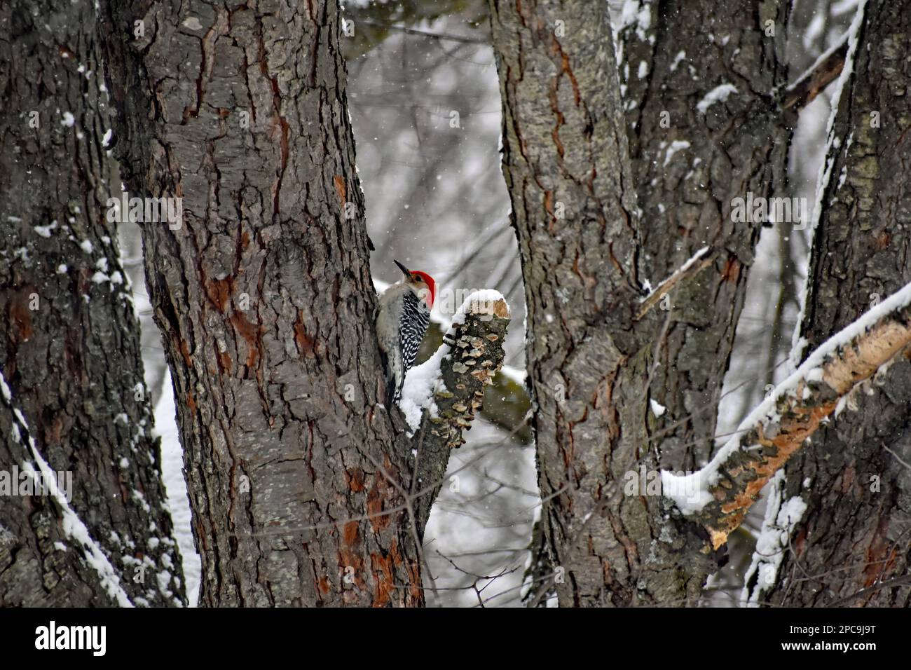 Red Bellied Woodpecker on Wild Cherry Tree in winter in Michigan Stock ...