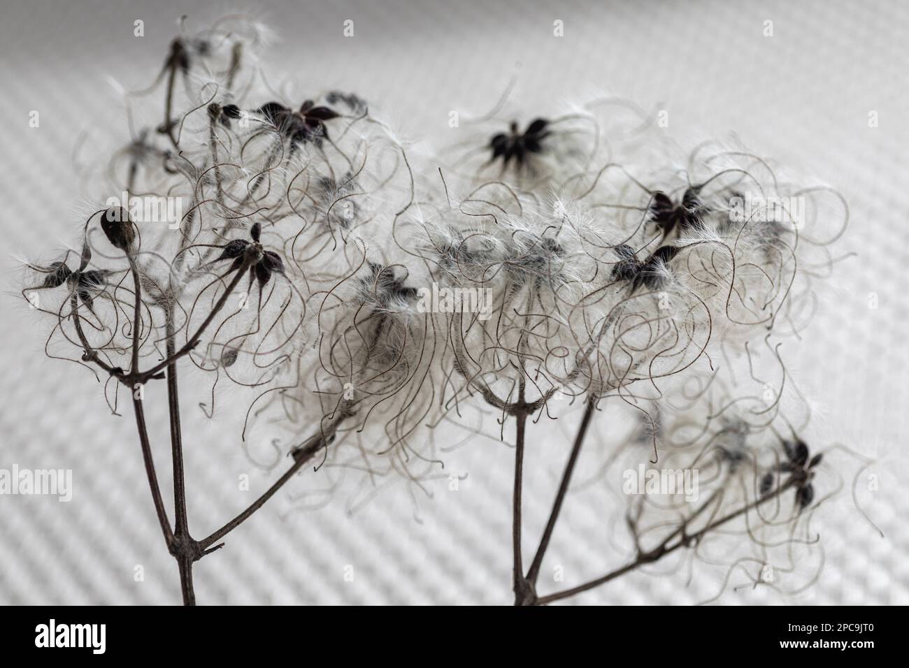 WA23260-00...WASHINGTON - Rounded feathered, fuzzy seed closters ...