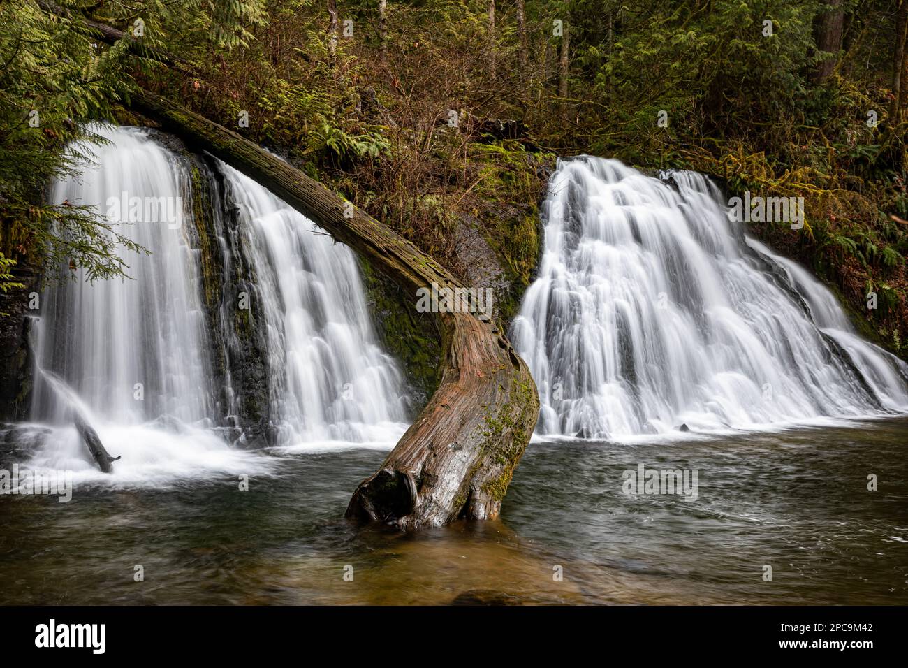 Marckworth state forest hi-res stock photography and images - Alamy