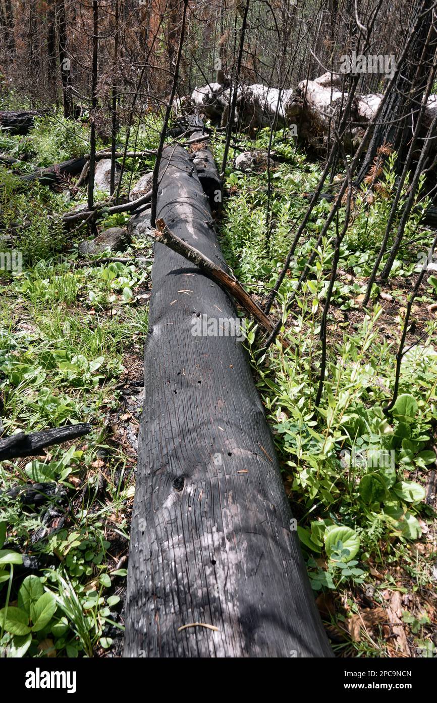 Fire-damaged forest boreal forests. Burnt boreal forests. Wildfire low ...