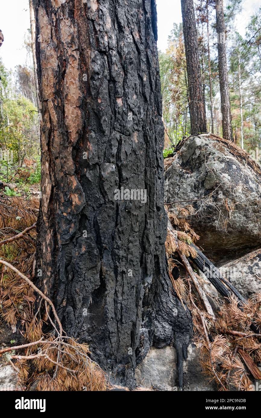 Fire-damaged forest boreal forests. Burnt boreal forests. Wildfire low ...