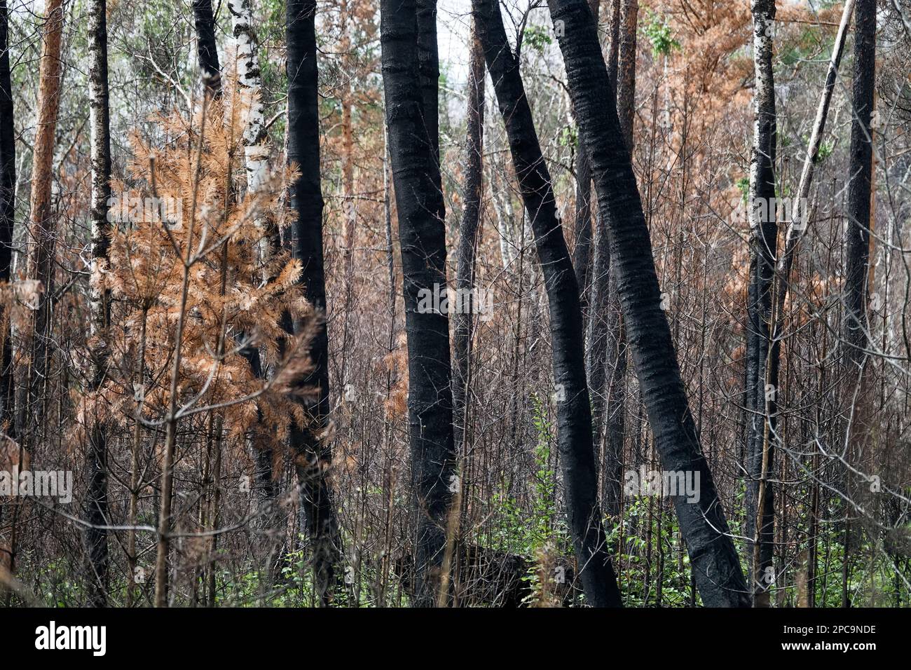 Fire-damaged forest, boreal forests. Burnt boreal forests. Wildfire low ...