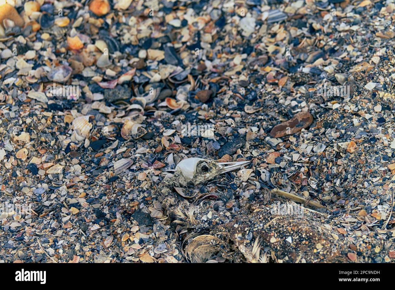 A dead bird is covered with shells on the beach in a storm. Skull Black ...